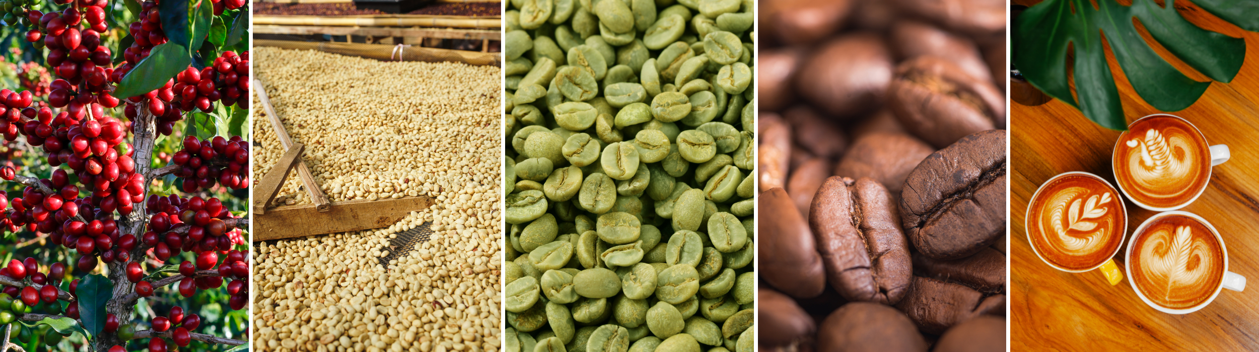 La verdad no contada sobre tu cappuccino – Cafinca